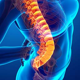 Lumbar Guard™ - Lower Back Support Brace For Pain Relief – Reliff