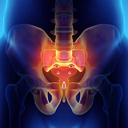 Lumbar Guard™ - Lower Back Support Brace For Pain Relief – Reliff